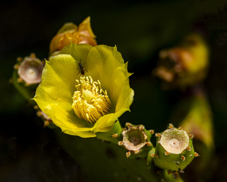 Exhibitions - The Delaplaine Arts Center